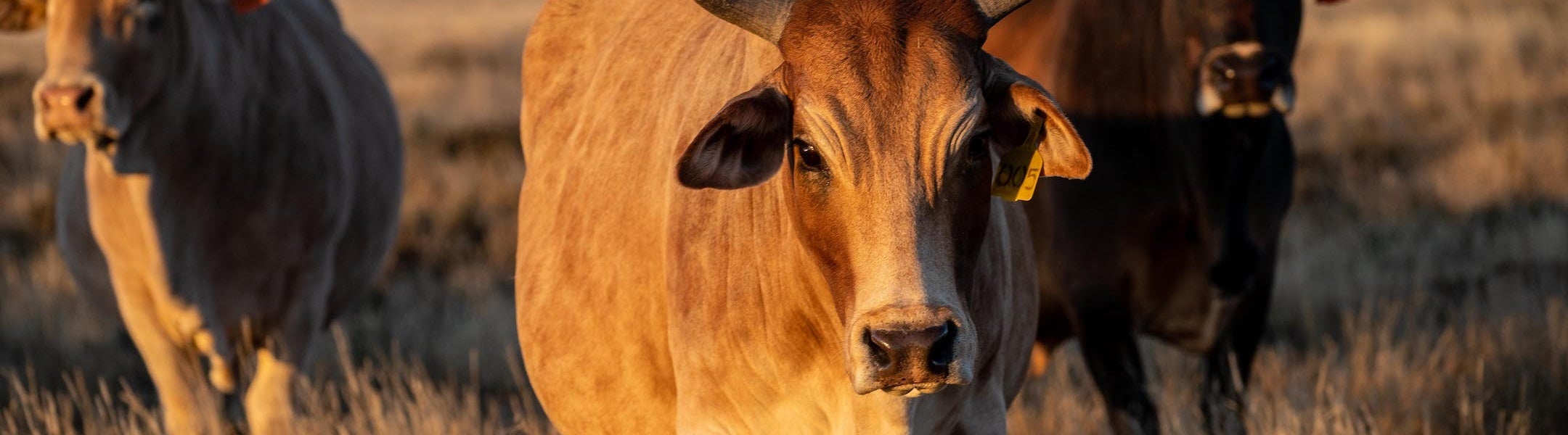 Cattle Feed Efficiency — Elanco